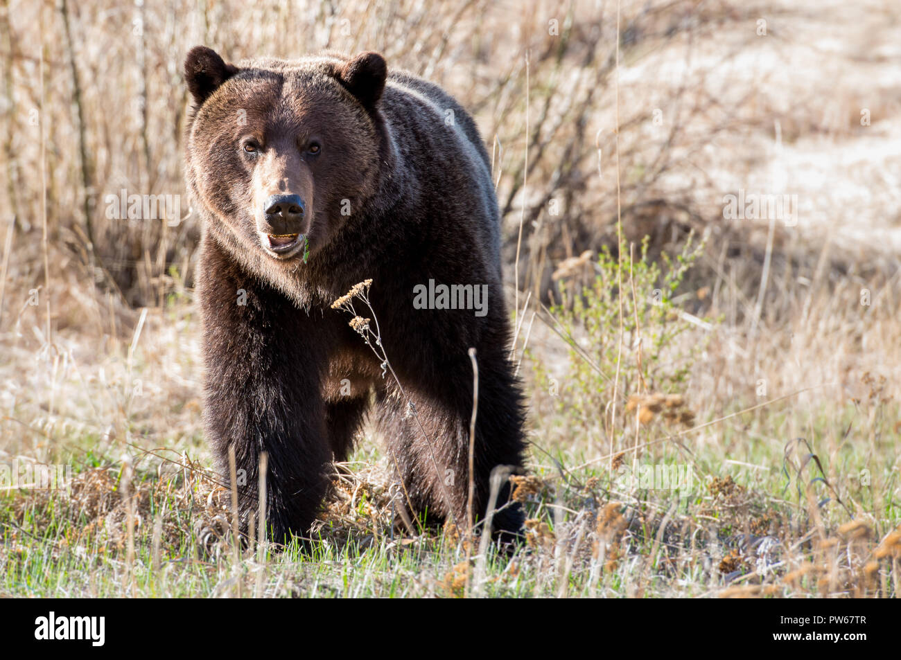 Grizzly bear in the wild Stock Photo - Alamy