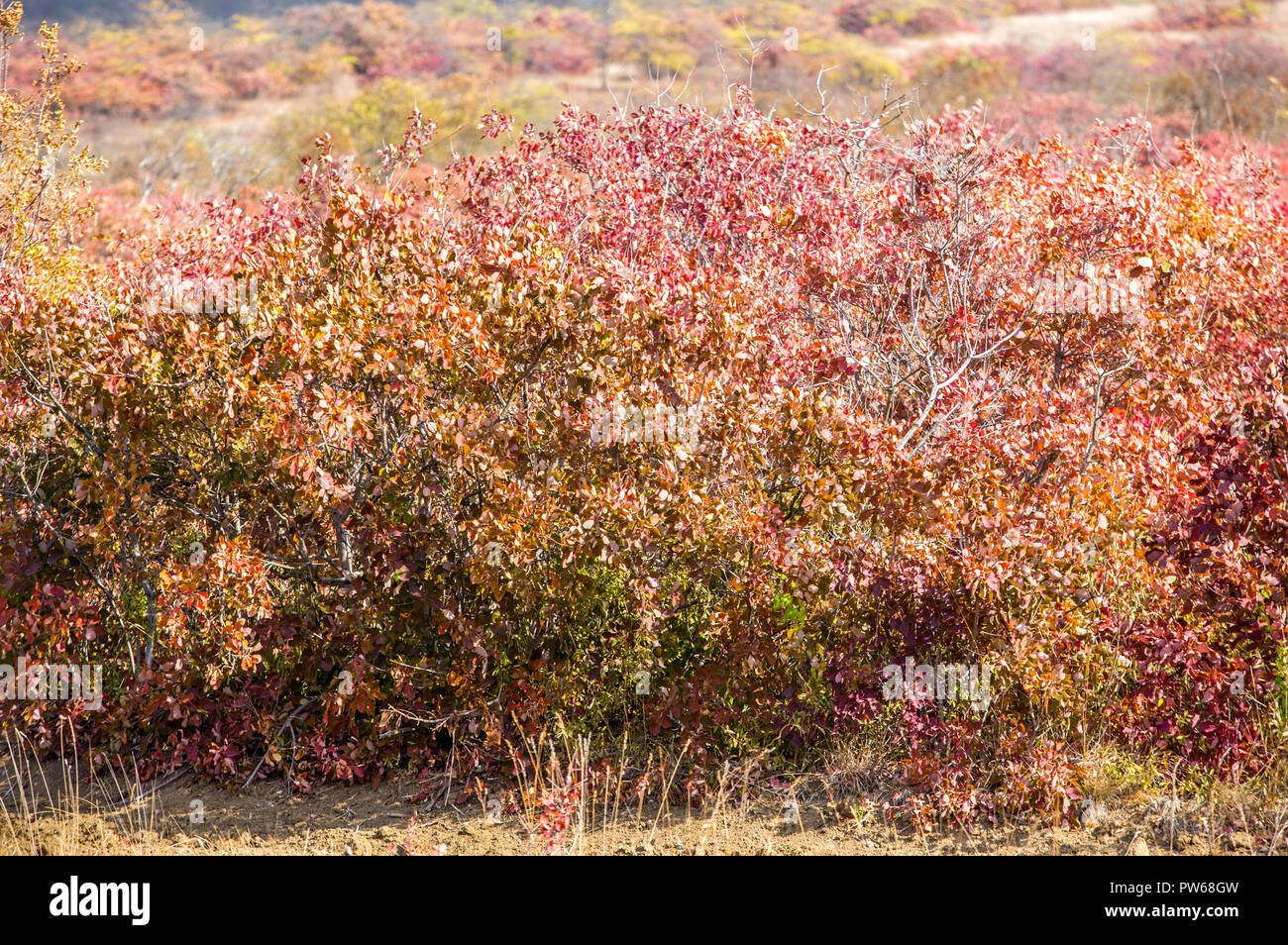 autumn colored leaves on the bushes in the afternoon Stock Photo - Alamy
