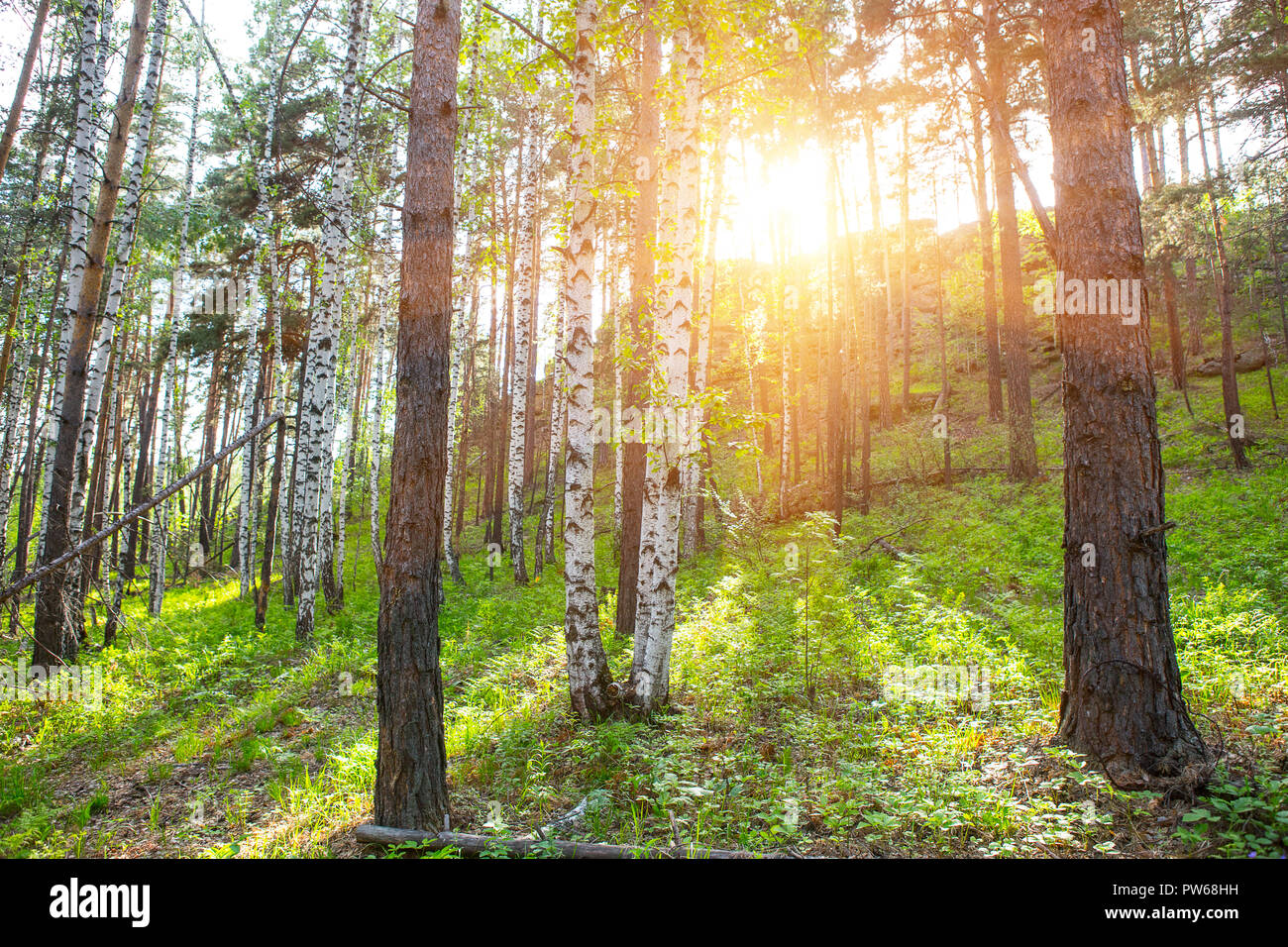 Beautiful summer forest in the sun Stock Photo - Alamy