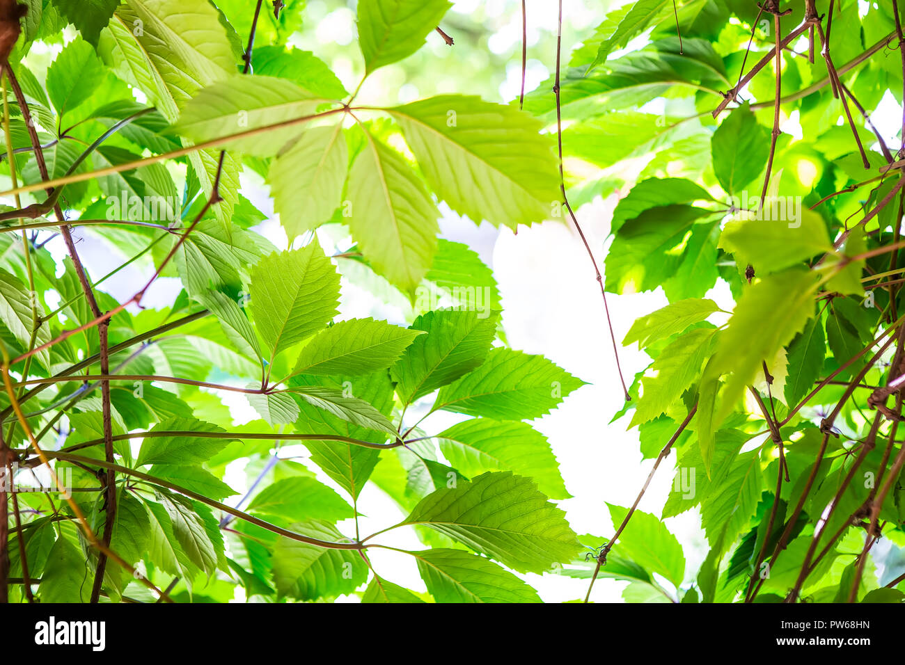 Green leaves in bright light background Stock Photo - Alamy