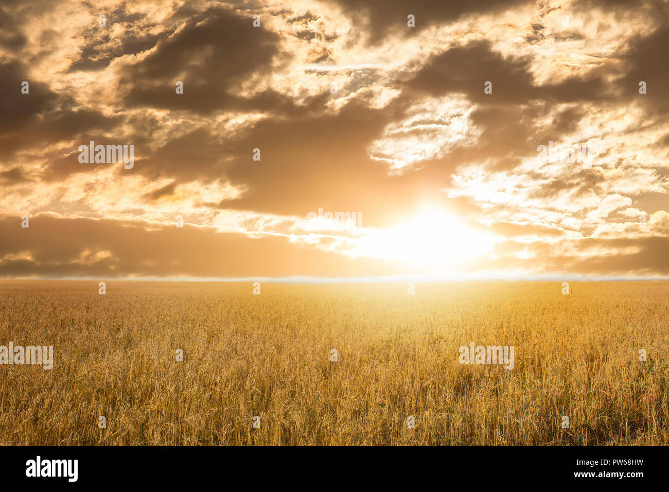 Ear sunset light hi-res stock photography and images - Alamy