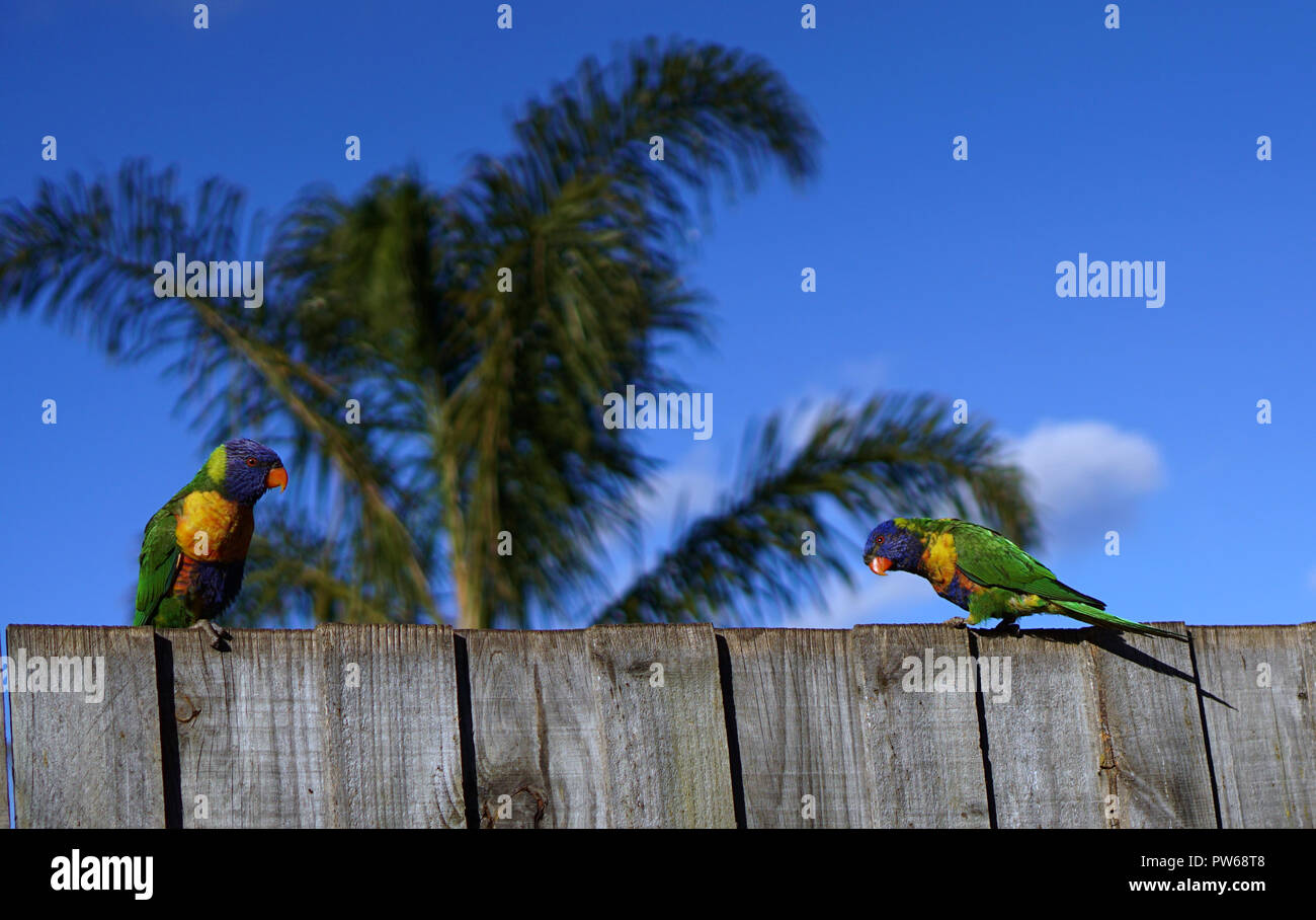 Two colorful parrots with palm tree and blue sky background Stock Photo ...