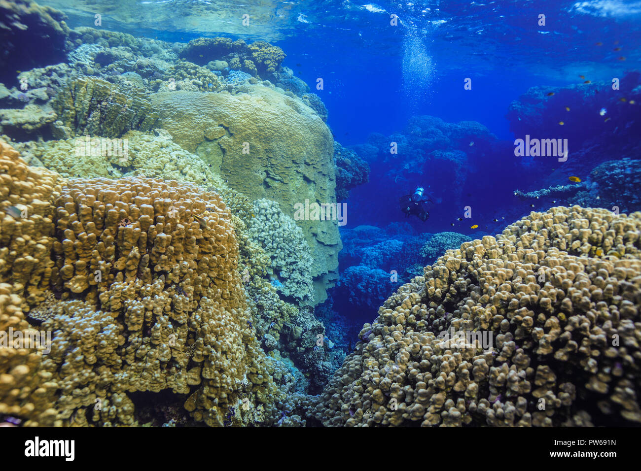 landscape Coral Reef at the Red Sea Egypt Stock Photo - Alamy