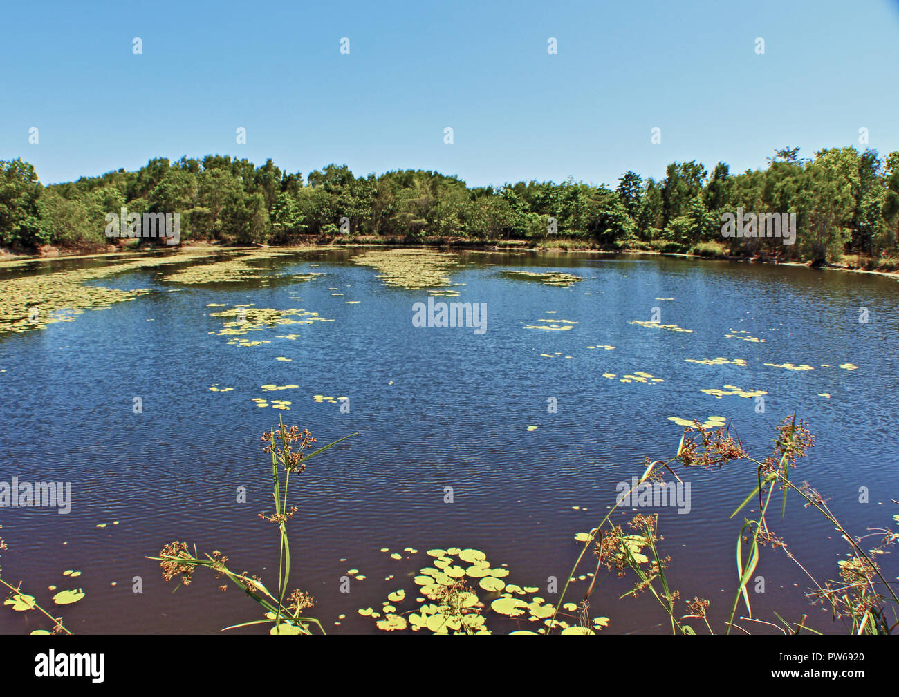 Birds of far north queensland hi-res stock photography and images - Alamy