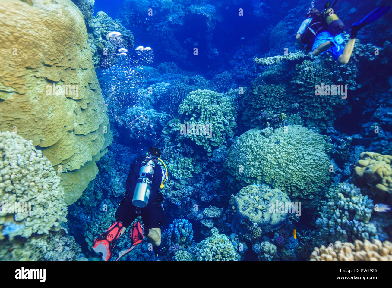 landscape Coral Reef at the Red Sea Egypt Stock Photo - Alamy