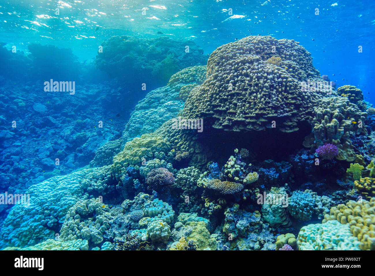 landscape Coral Reef at the Red Sea Egypt Stock Photo - Alamy
