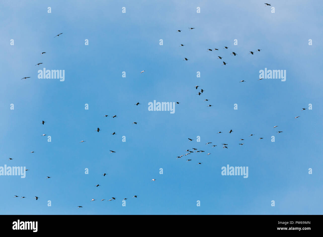 Common crane migration hi-res stock photography and images - Alamy