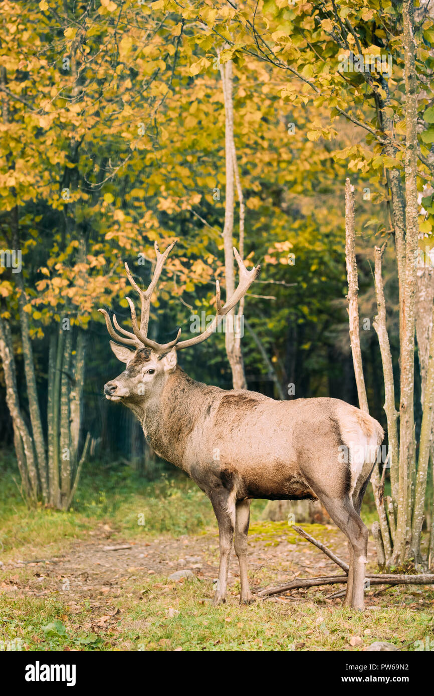 Belarus red deer hi-res stock photography and images - Alamy