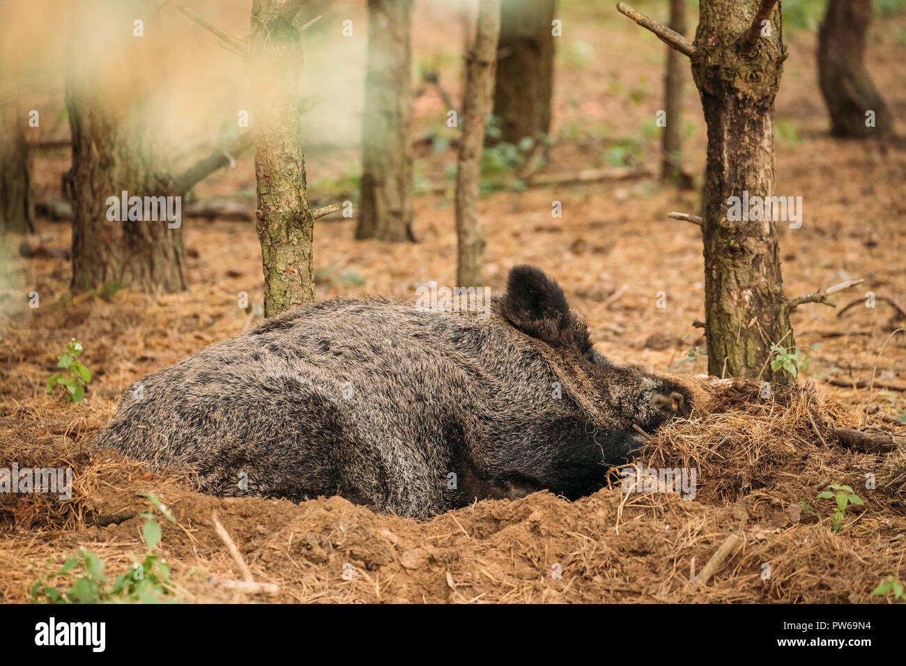 Belarus. Wild Boar Or Sus Scrofa, Also Known As The Wild Swine ...
