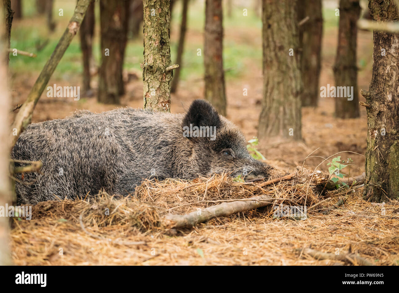 Sleeping in the forest hi-res stock photography and images - Alamy