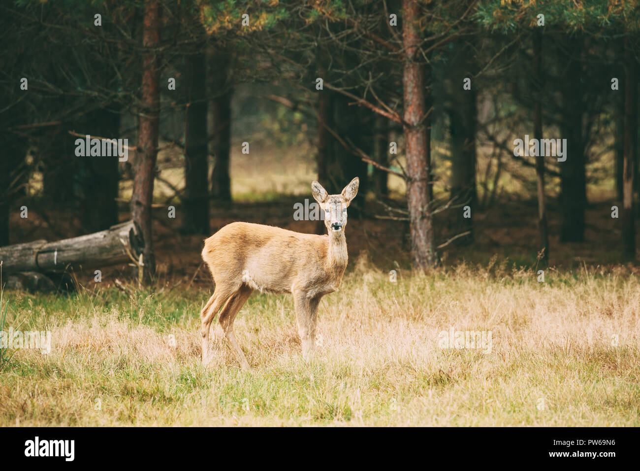 Belarus. Female European Roe Deer Or Capreolus Capreolus, Also Known As ...