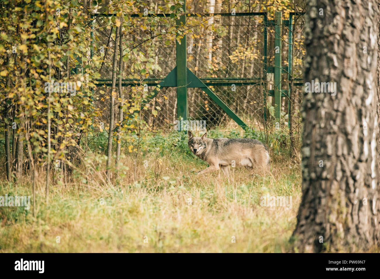 Eurasian Wolf Russia High Resolution Stock Photography and Images - Alamy