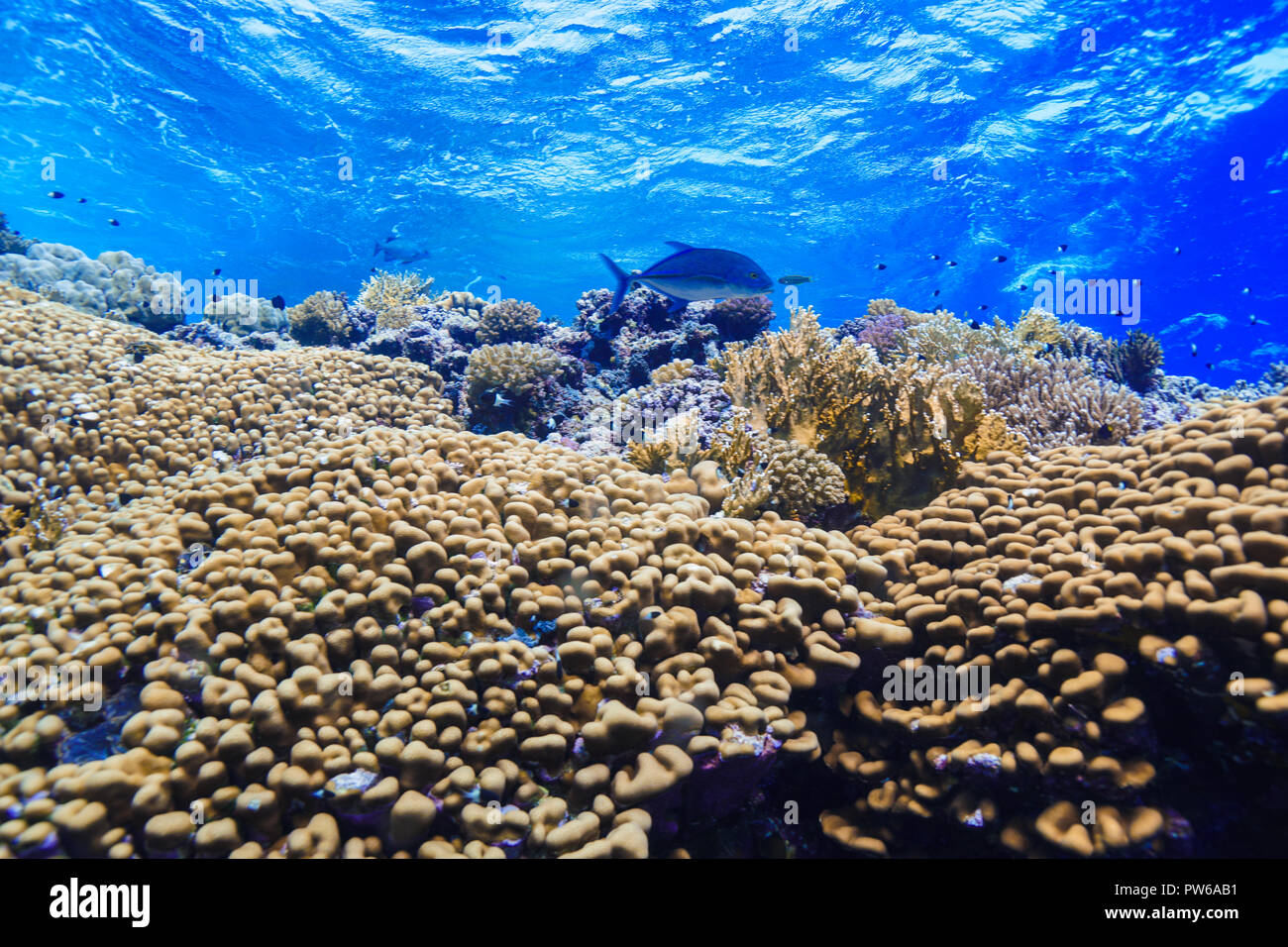 landscape Coral Reef at the Red Sea Egypt Stock Photo - Alamy