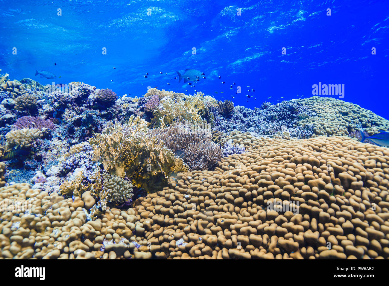 landscape Coral Reef at the Red Sea Egypt Stock Photo - Alamy