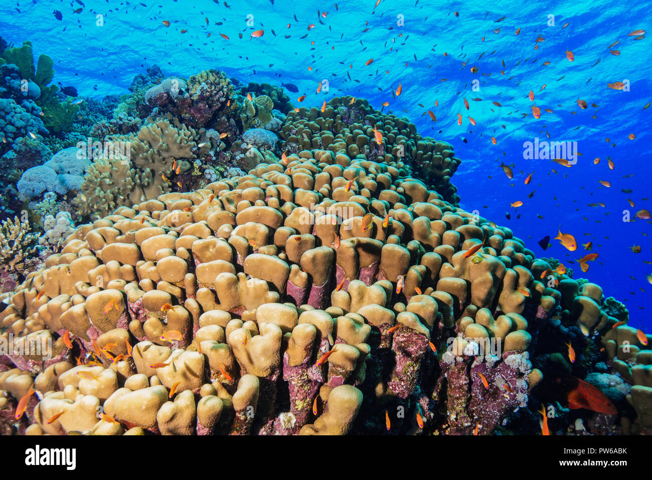 landscape Coral Reef at the Red Sea Egypt Stock Photo - Alamy