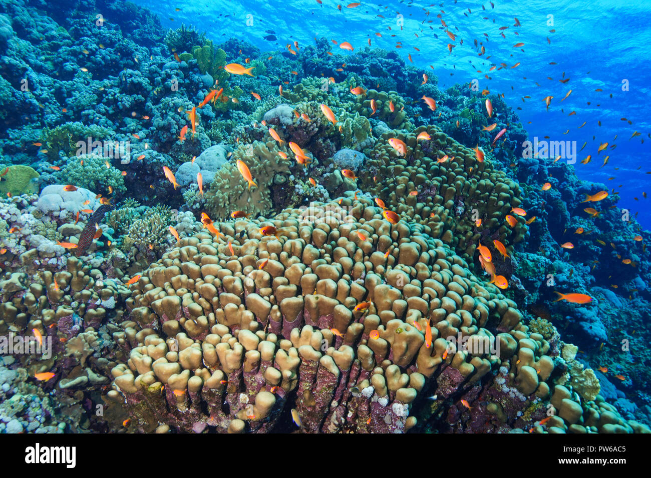 landscape Coral Reef at the Red Sea Egypt Stock Photo - Alamy