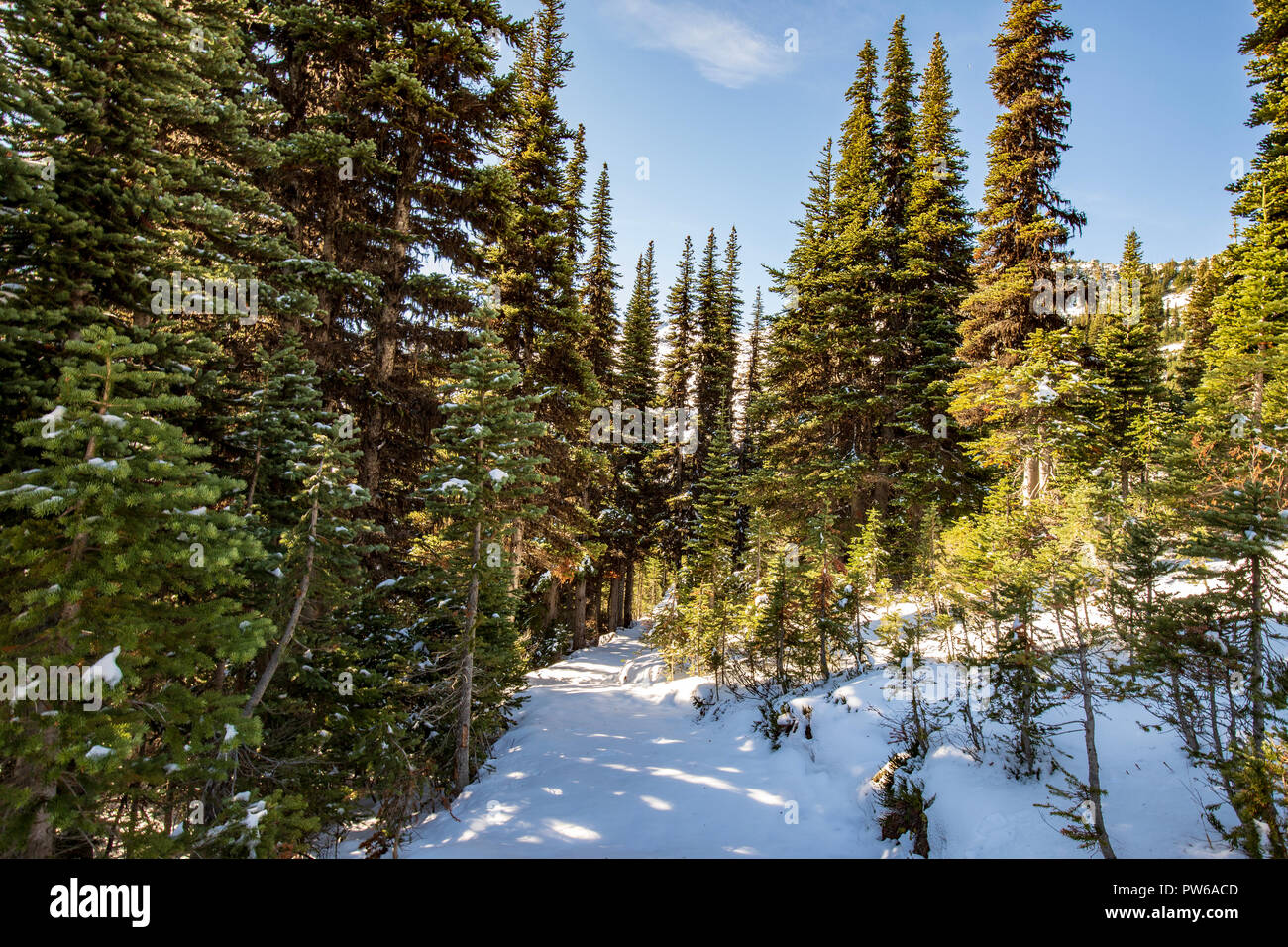 Snow Covered Trail Through the Forest Stock Photo - Alamy