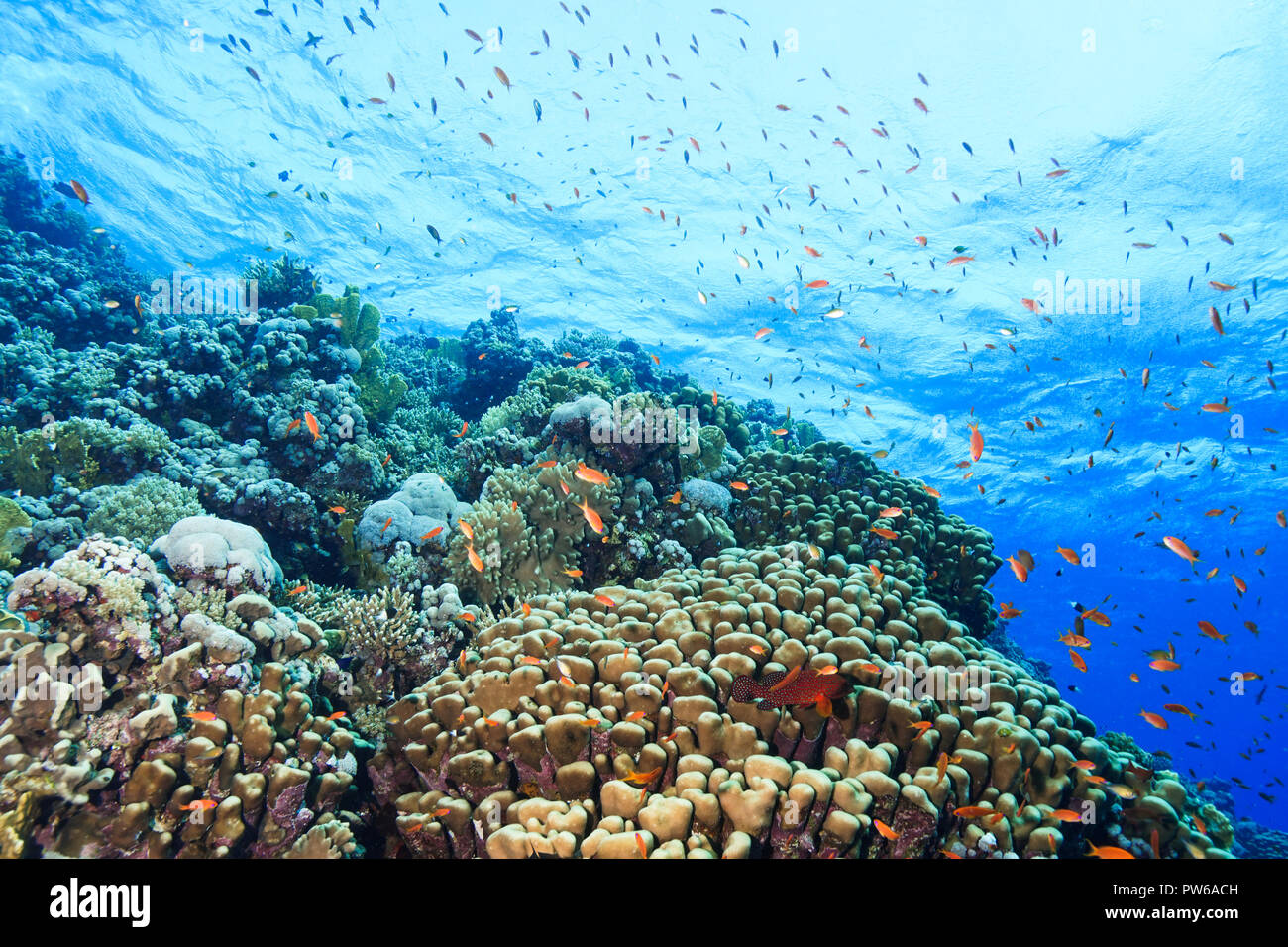 landscape Coral Reef at the Red Sea Egypt Stock Photo - Alamy