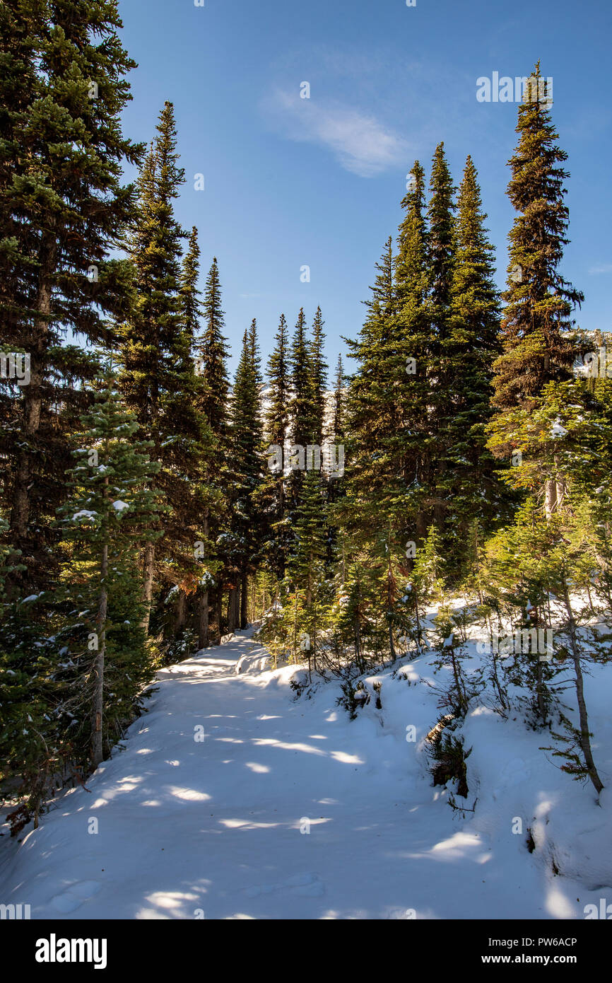Snow Covered Trail Through the Forest Stock Photo - Alamy