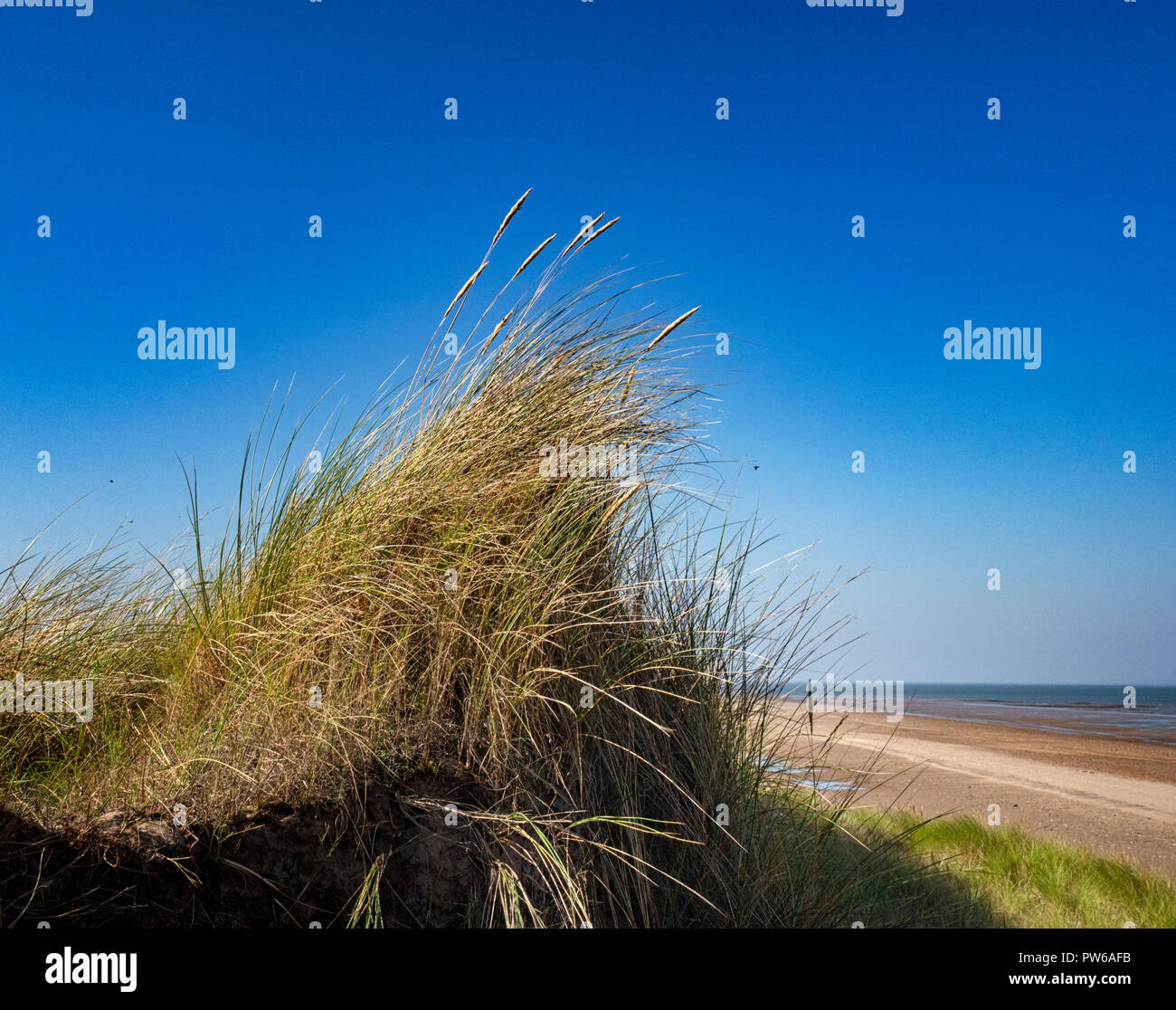 Sand dunes in the Holme Dunes National Nature Reserve on the north ...
