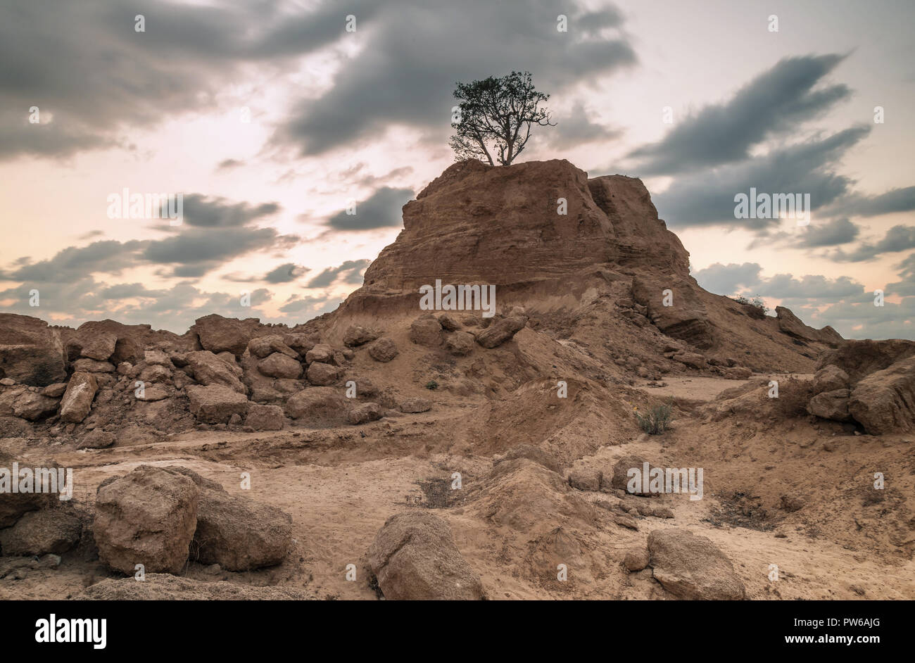 A photo of an old solo tree "Sycamore Tree" high in the mountain Stock ...