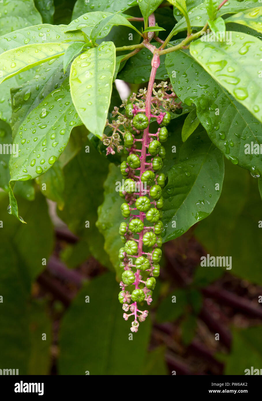 American pokeweed hi-res stock photography and images - Alamy