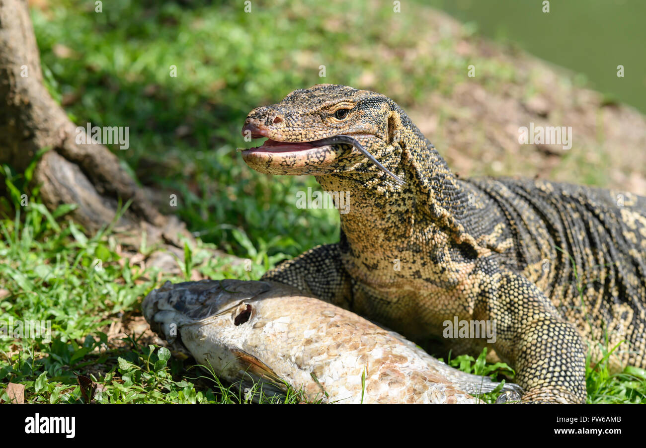 Large Monitor Lizard eating a fish Stock Photo - Alamy