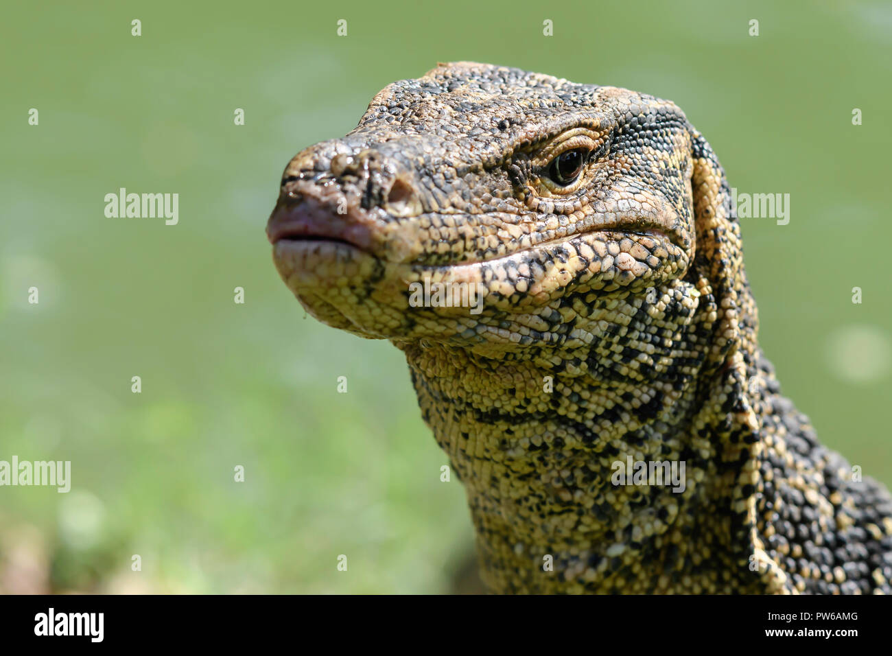 Large Monitor Lizard eating a fish Stock Photo - Alamy