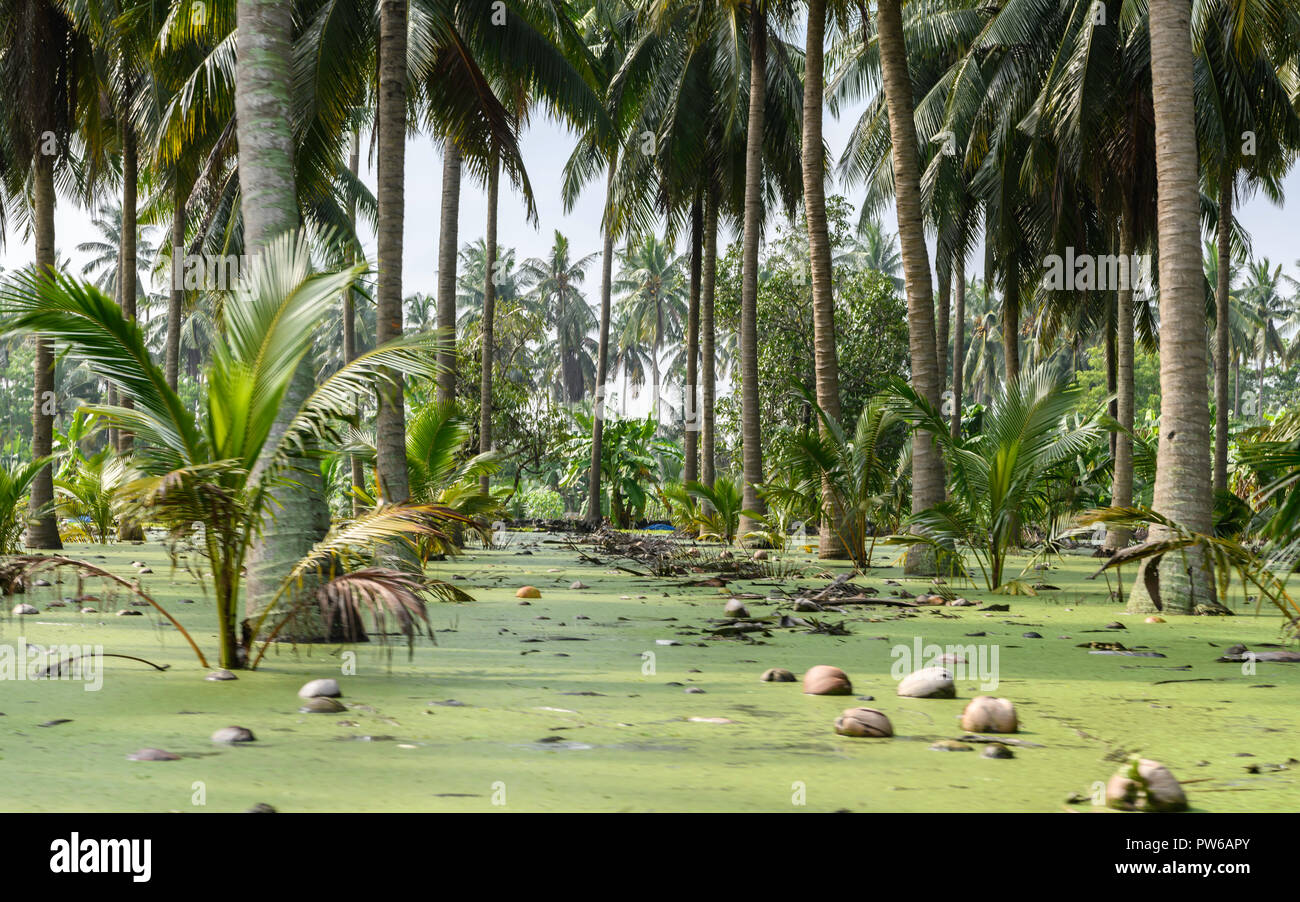Palm grove in Thailand Stock Photo - Alamy