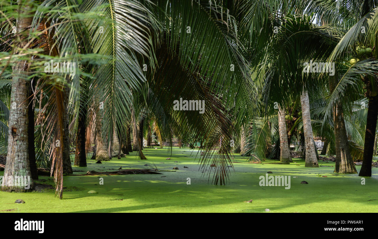 Palm grove in Thailand Stock Photo - Alamy