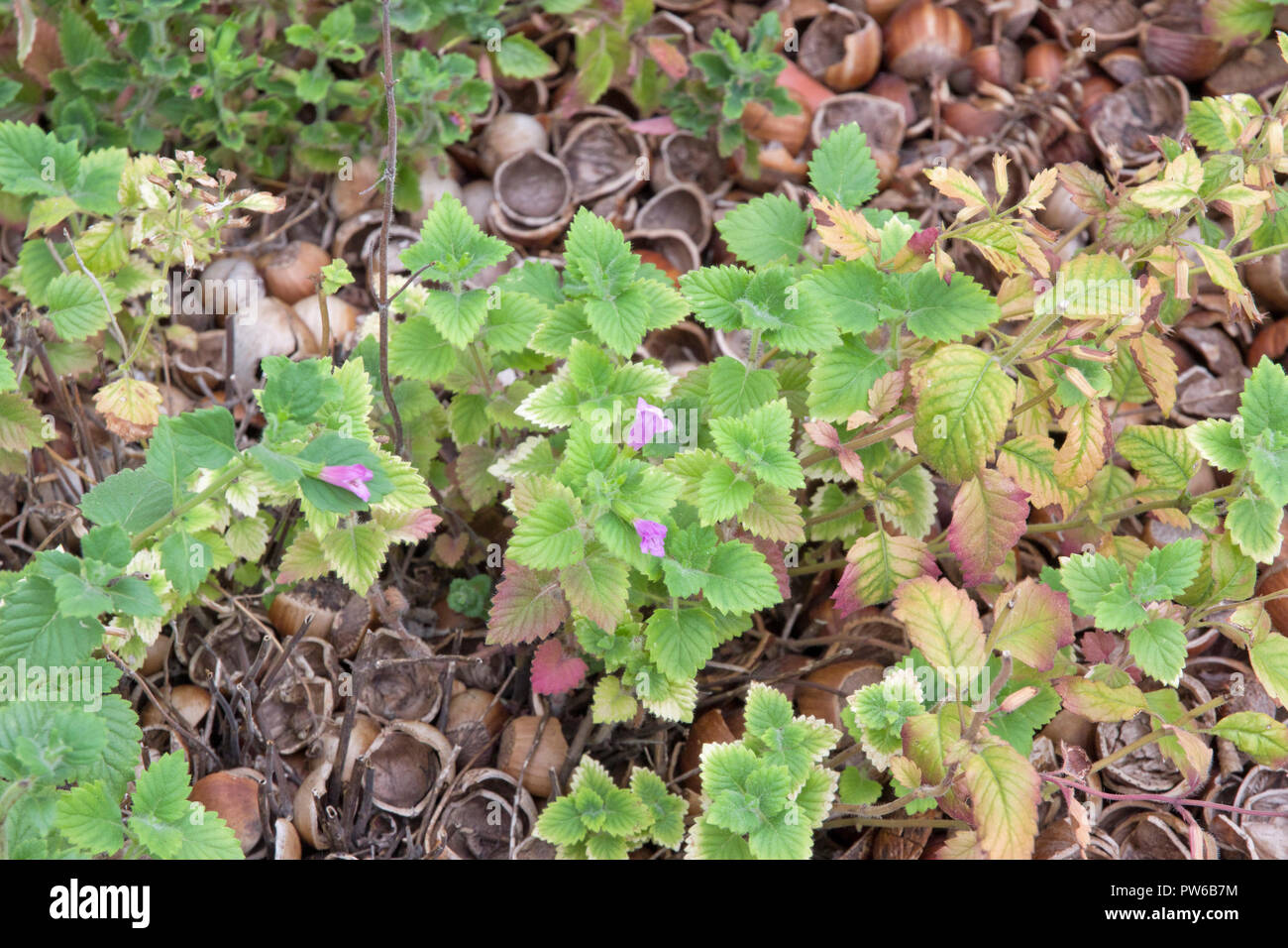 Calamintha hi-res stock photography and images - Alamy