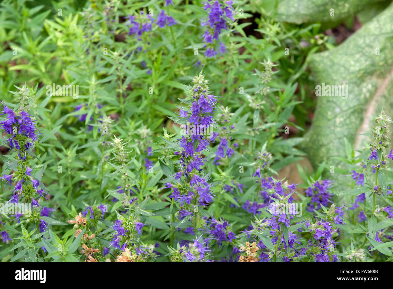 Hyssop plant hi-res stock photography and images - Alamy
