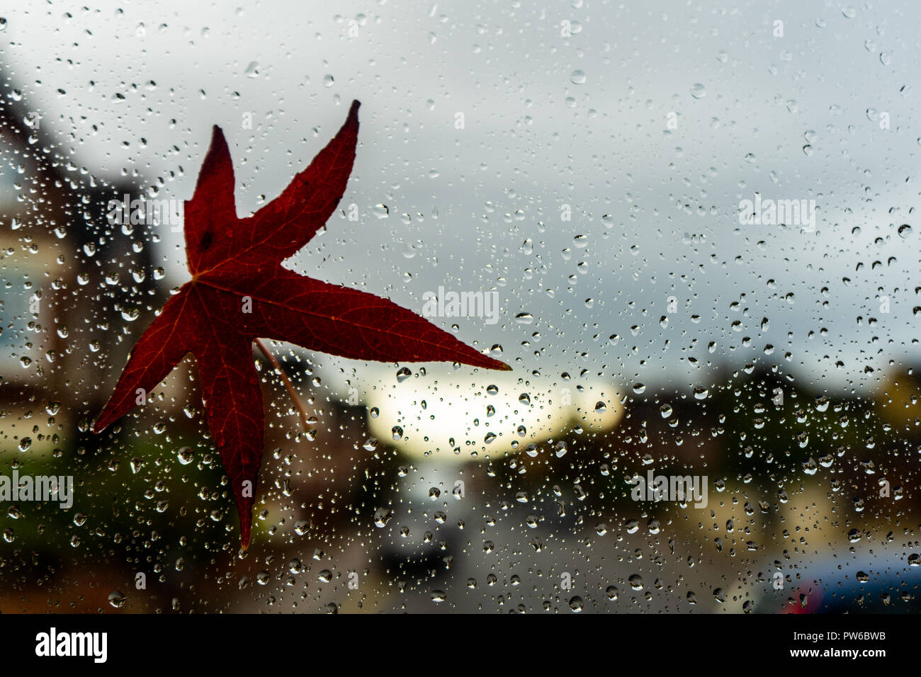 Look at the face of Autumn, leaves through the window glass covered by ...