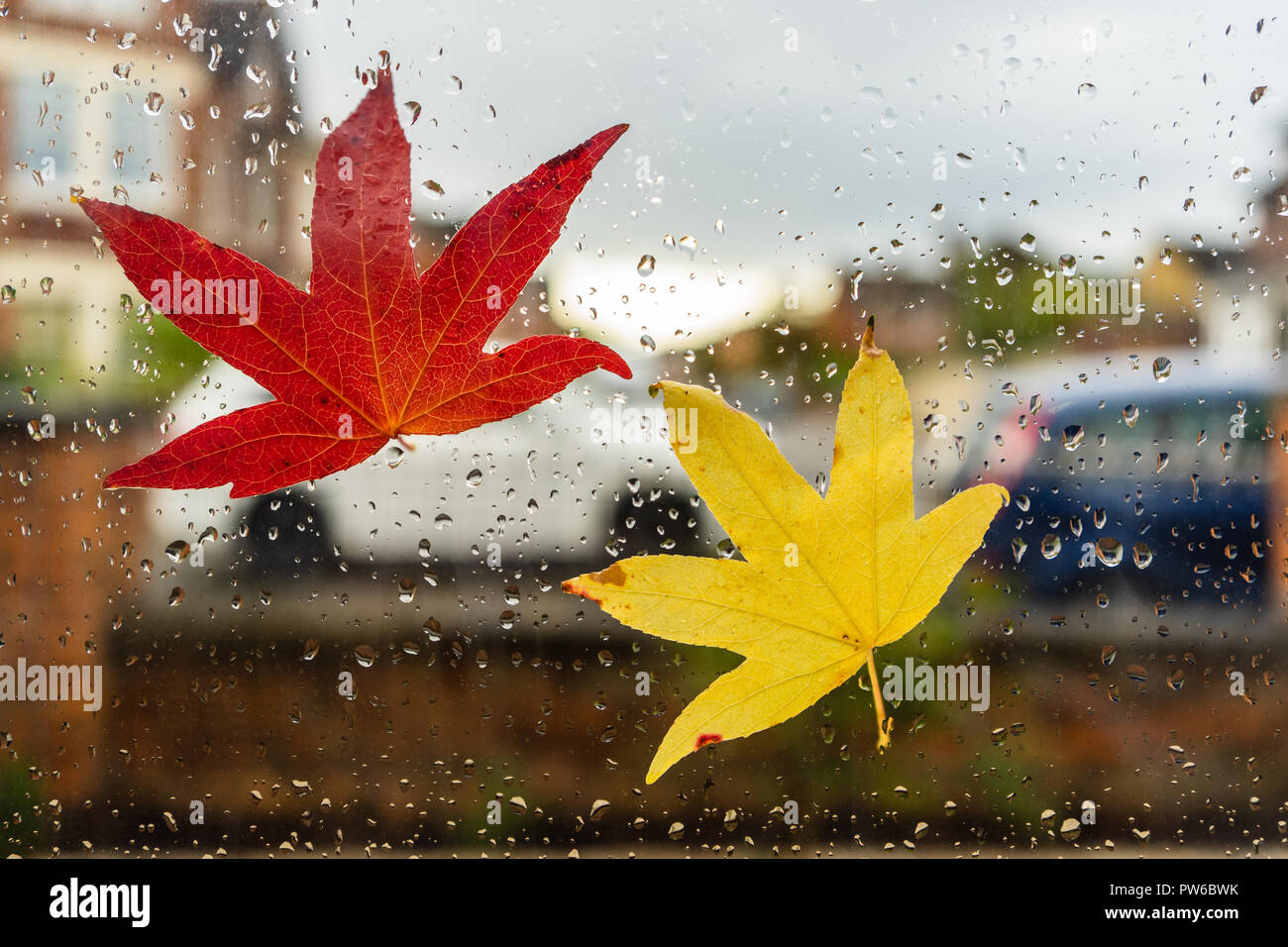 Look at the face of Autumn, leaves through the window glass covered by ...