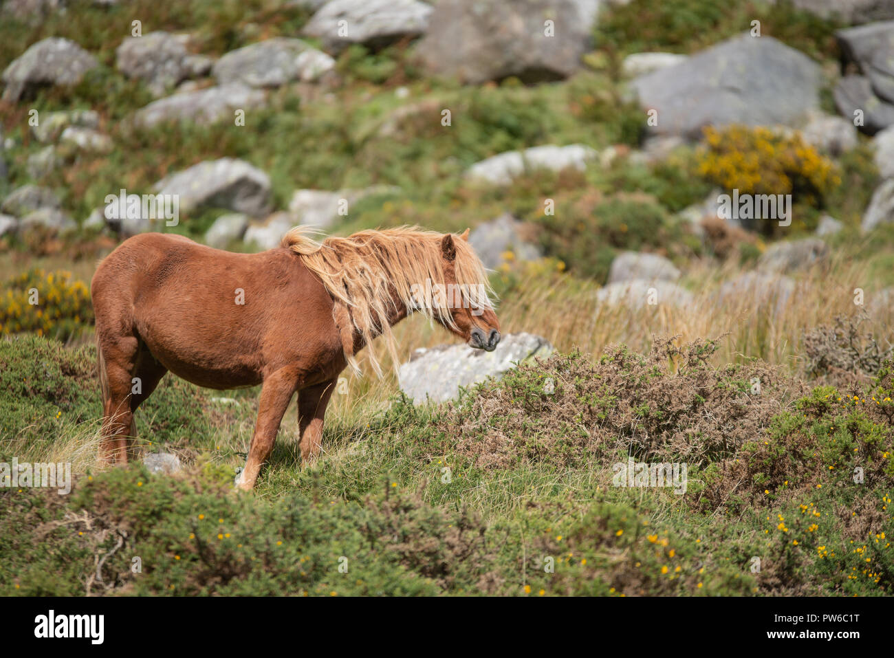 Beautiful image of wild pony in Snowdonia landscape in Autumn Stock ...