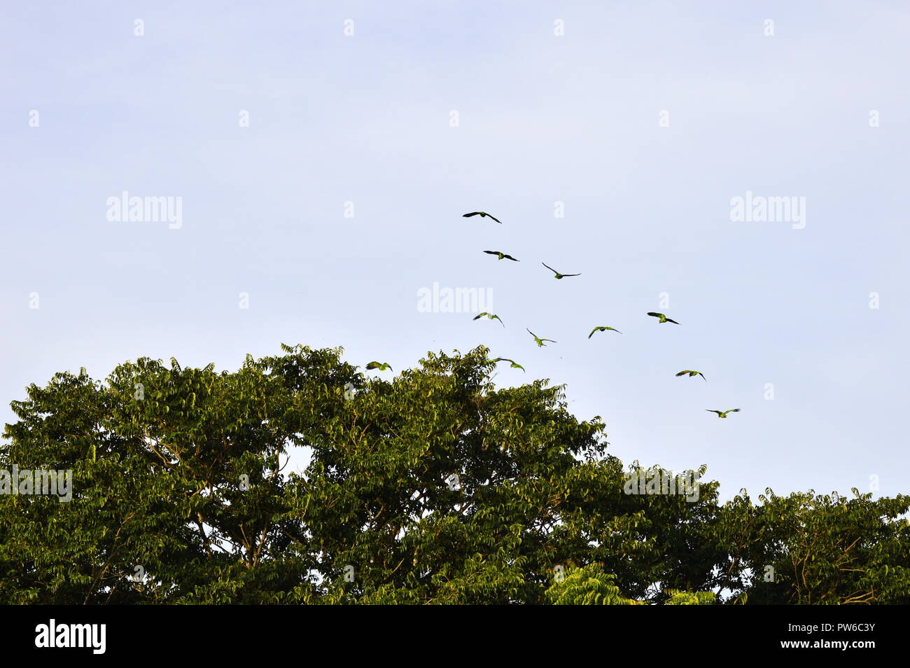 Parrots of venezuela hi-res stock photography and images - Alamy
