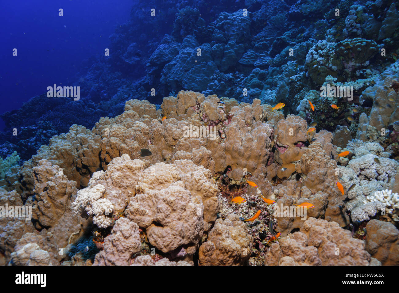 Coral Reef at the Red Sea Egypt Stock Photo - Alamy