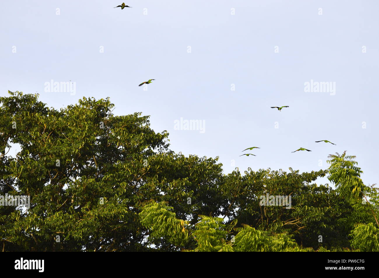Parrots of venezuela hi-res stock photography and images - Alamy