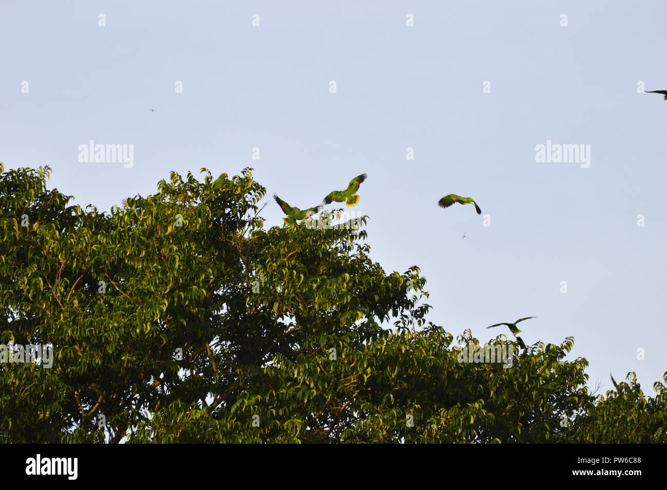 Parrots of venezuela hi-res stock photography and images - Alamy