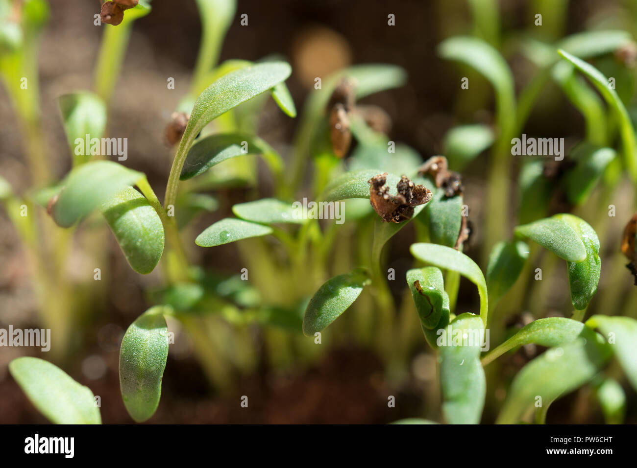 macro photography sprouts arugula. Small stems sprout from seed and ...