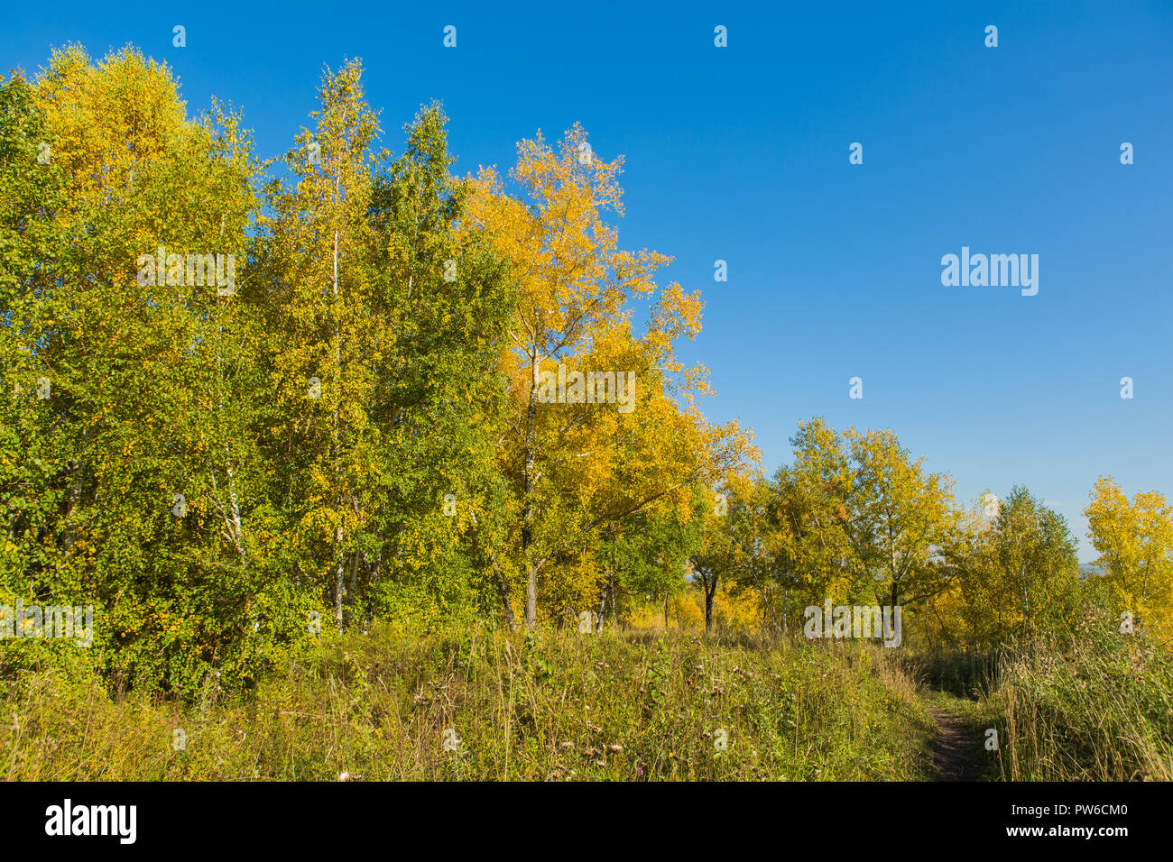 Colorful autumn forest on september sunny day. Freen, yellow and orange ...