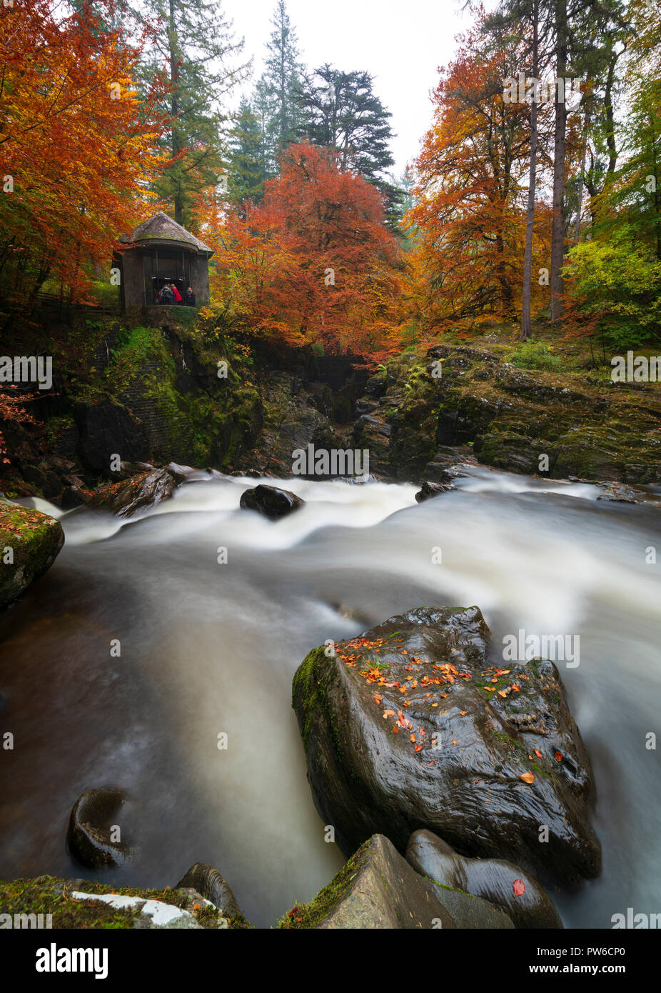 Spectacular autumn colours at Black Linn Falls at The Hermitage a ...