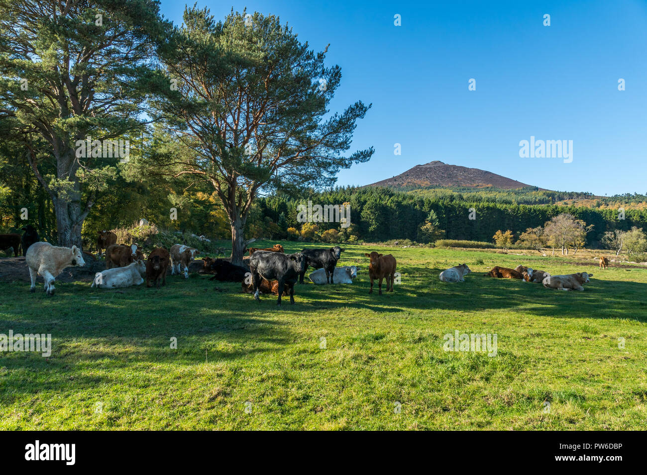 Farmland aberdeenshire hi-res stock photography and images - Alamy