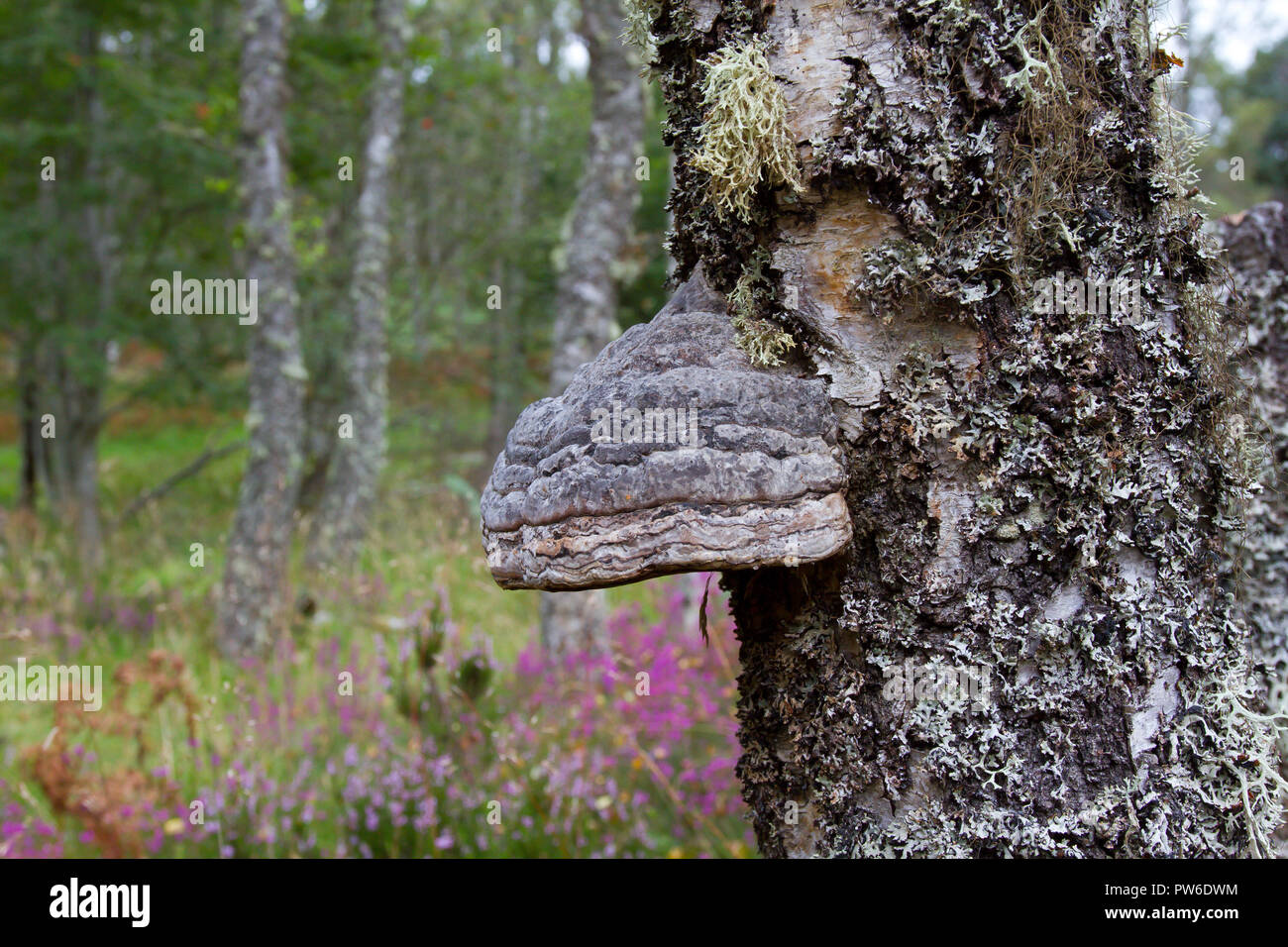 Hoof fungus, Fomes fomentarius, UK Stock Photo - Alamy