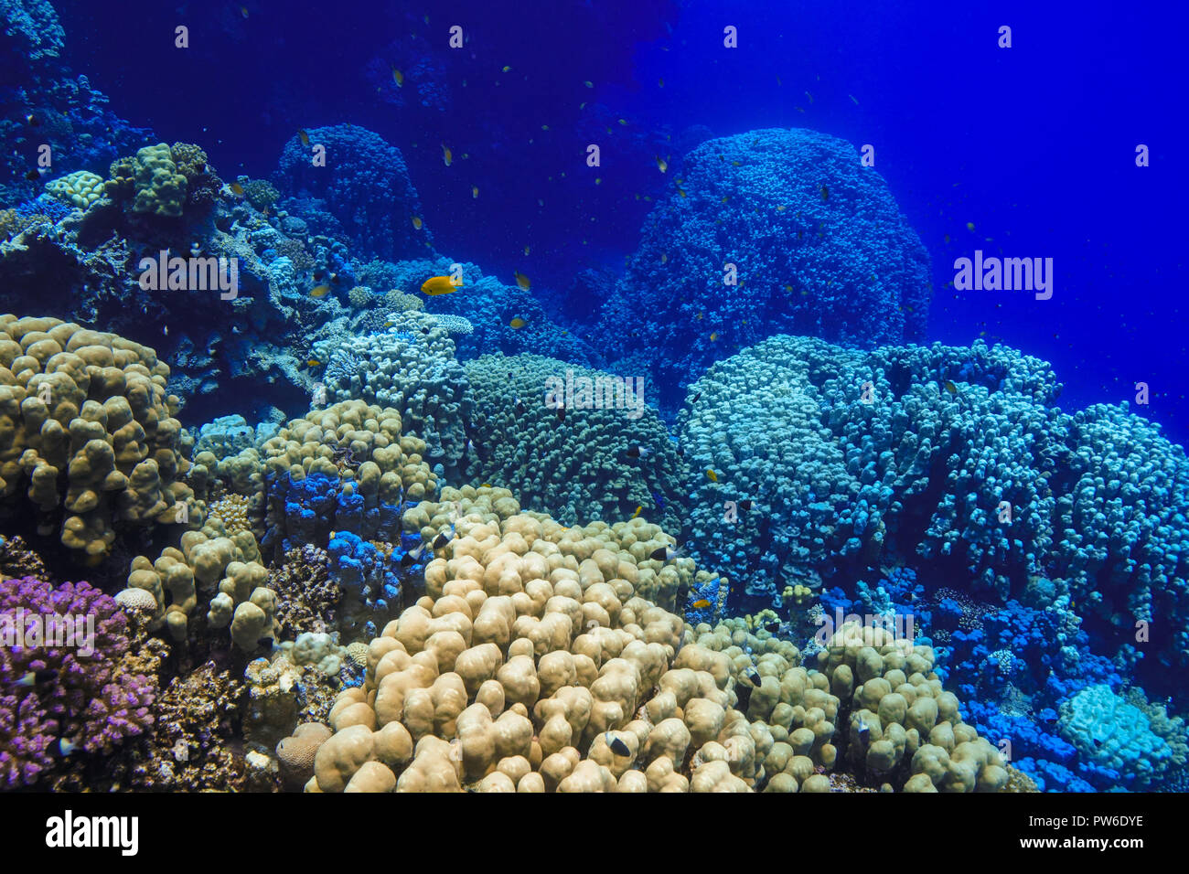 landscape Coral Reef at the Red Sea Egypt Stock Photo - Alamy