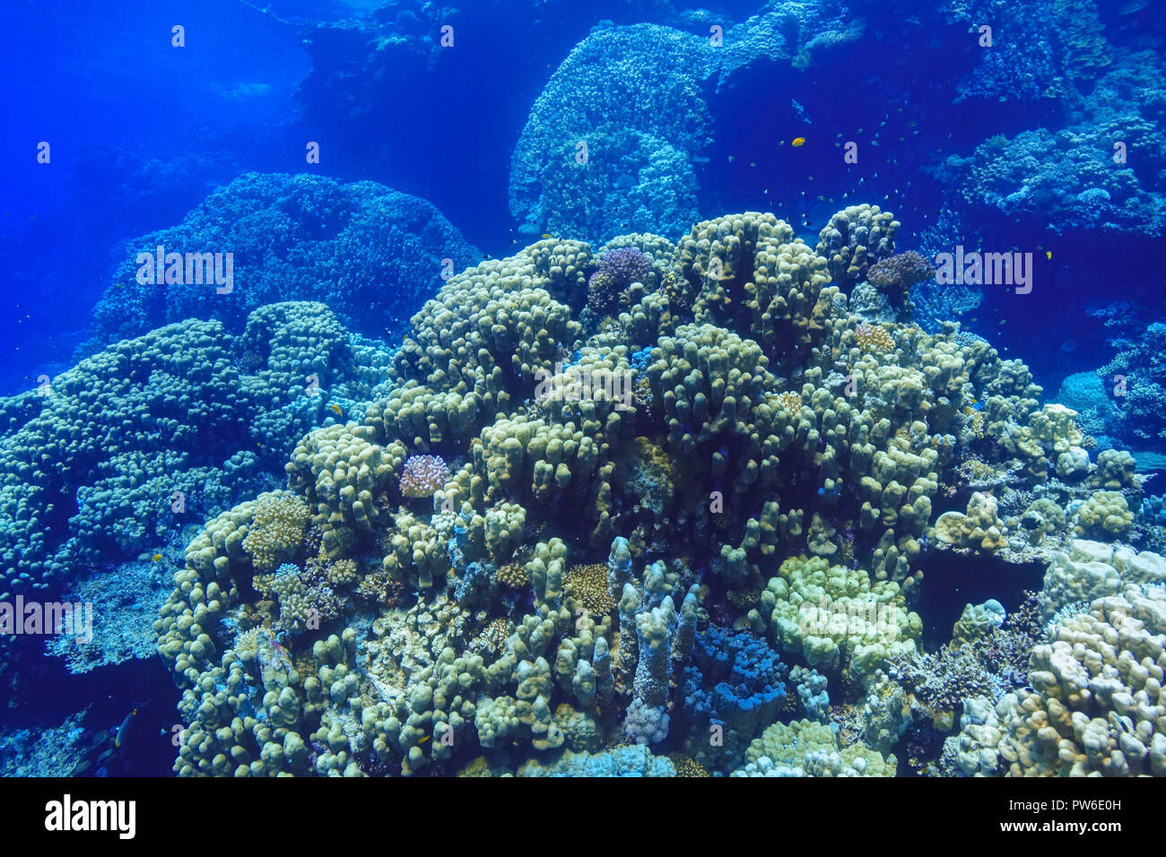 landscape Coral Reef at the Red Sea Egypt Stock Photo - Alamy
