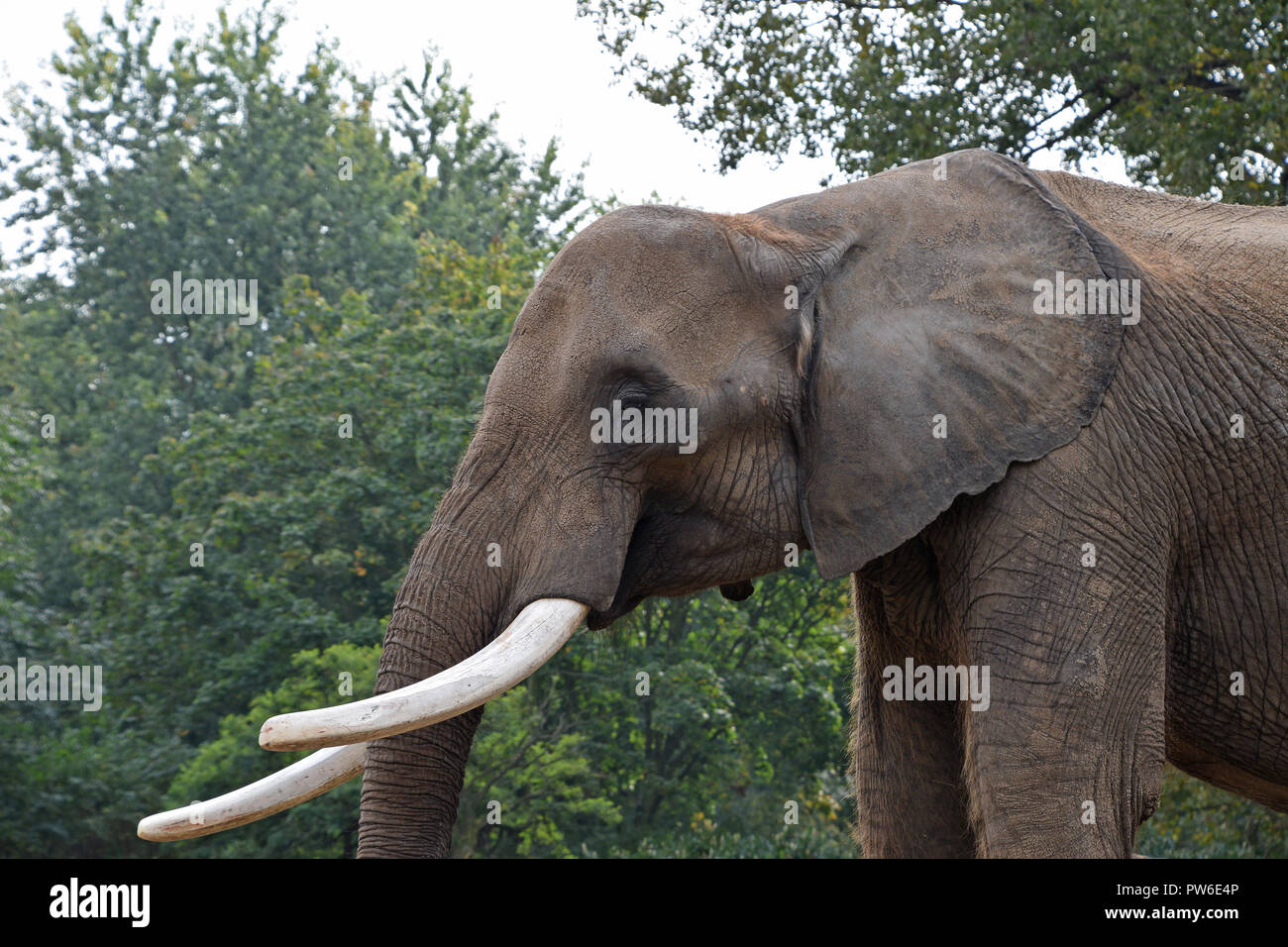Close up side profile portrait of African elephant male with big tusk ...