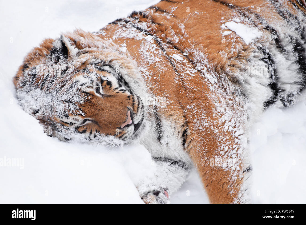 Amur siberian tiger hi-res stock photography and images - Alamy