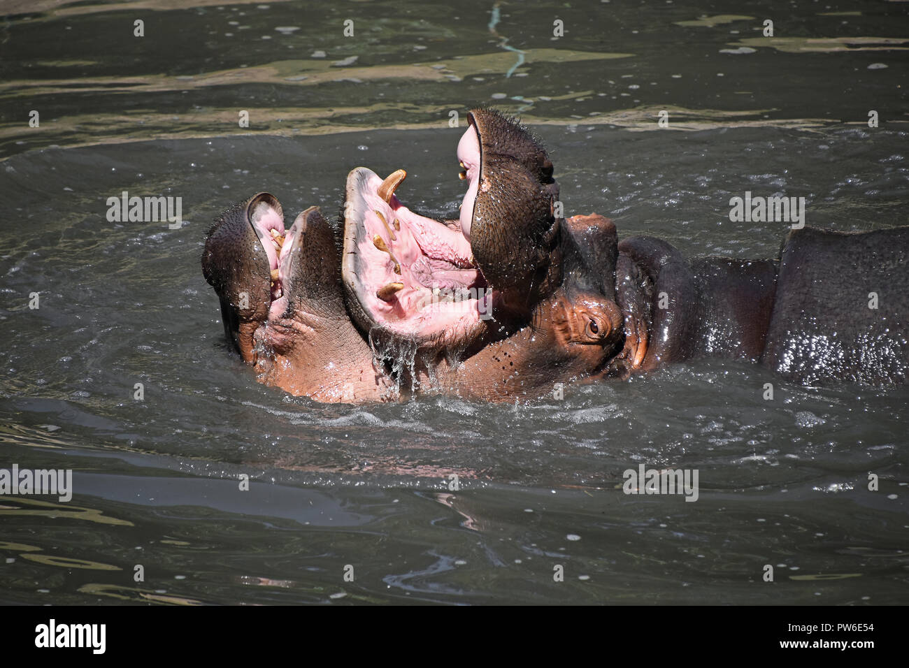 Hippo mating hi-res stock photography and images - Alamy