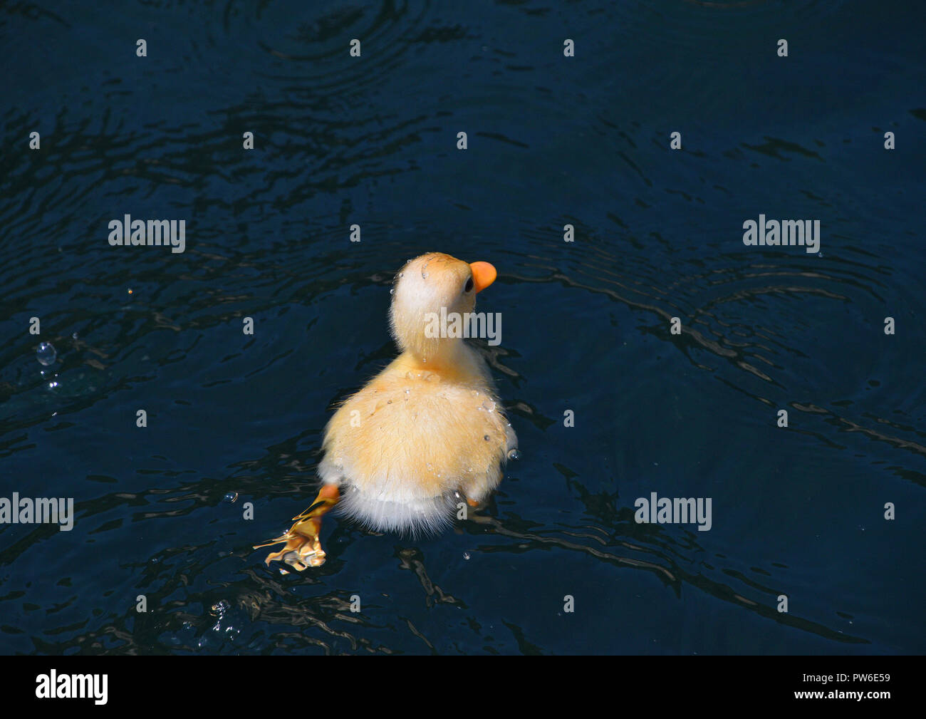 Baby duck yellow duckling hi-res stock photography and images - Alamy